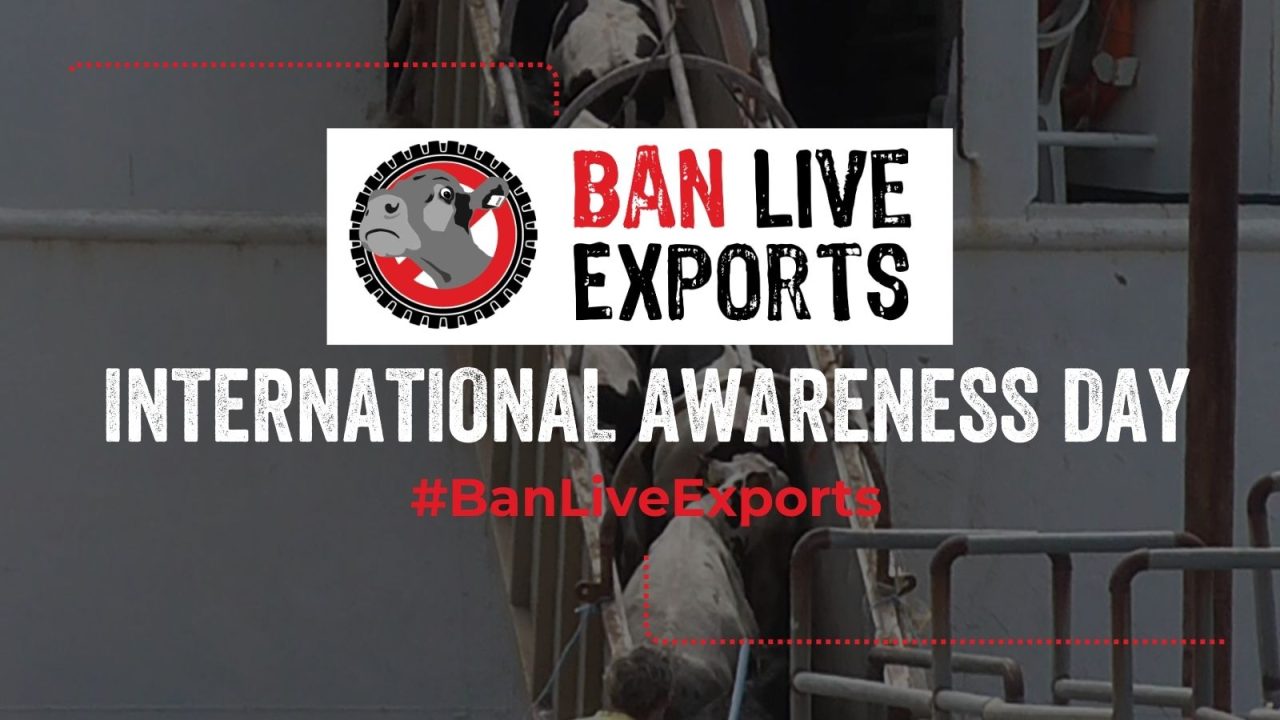 Stop Live Export SA campaign planned to mark Ban Live Exports ...